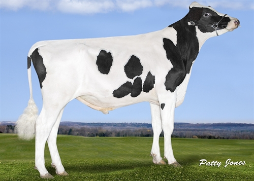 SHELBY | 0200HO11616 | Semex Brasil
