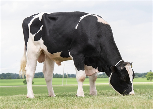 PARBO *RC | 0200HO12699 | Semex Brasil