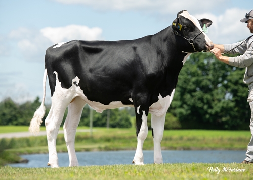 CARTEL | 0200HO13054 | Semex Brasil