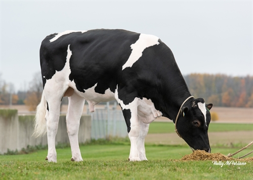 Semex Brasil | Genética para a vida