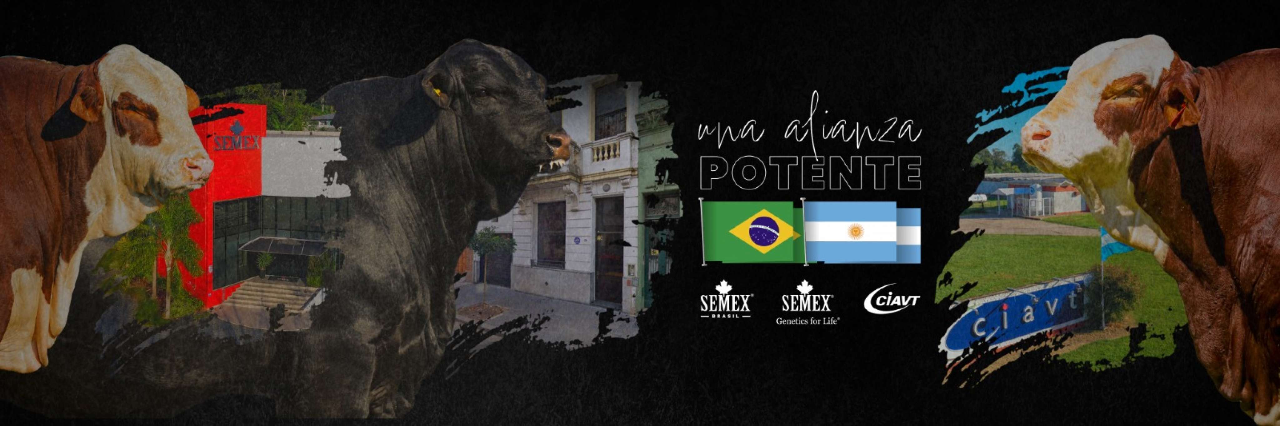 Bem-vindo à Semex Brasil | Semex Brasil